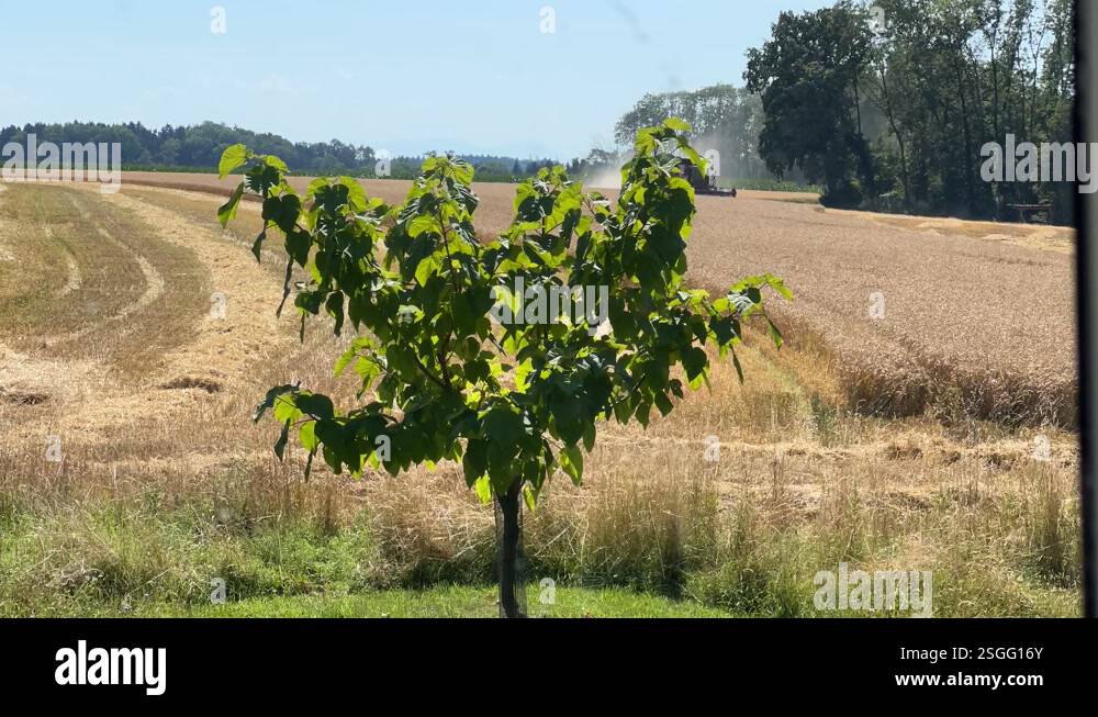 time lapse of harvester threshing wheat field and paulownia tree Stock ...