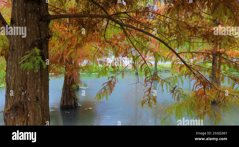 autumn, lake, larch, leaves, turning red Stock Video Footage - Alamy