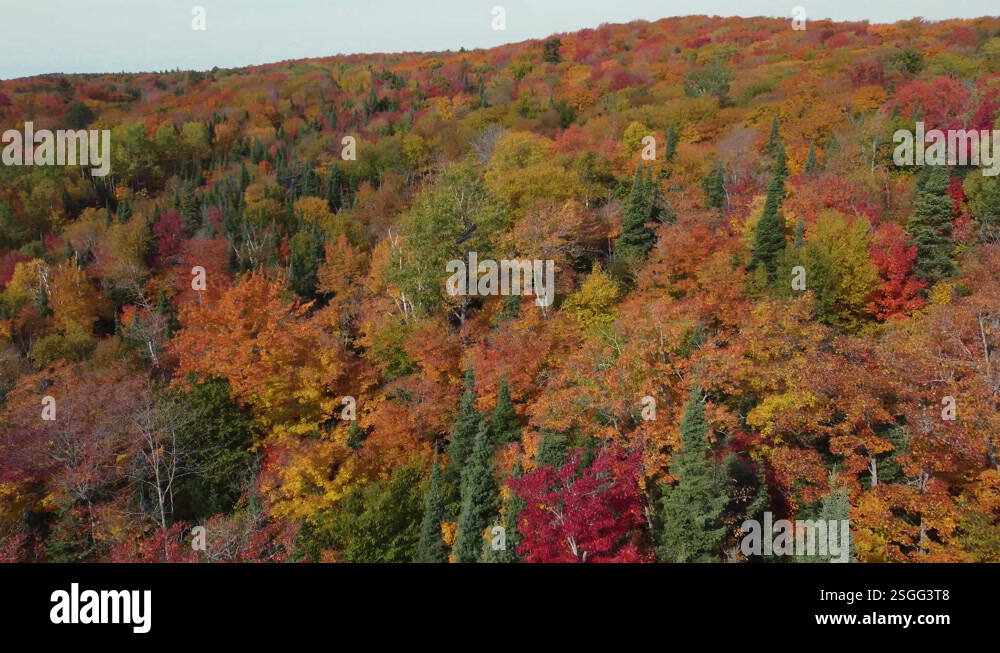 An aerial drone shot tracking 2 birds in midflight playfully chasing ...