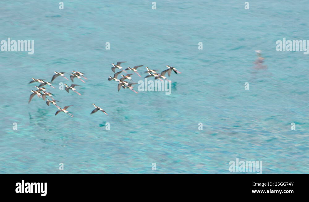 Wildlife in Super Slow Motion 4K 120fps: birds in the Caribbean Ocean ...