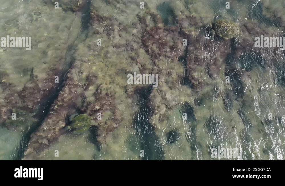 Green sea turtles (Honu) tossed around by turbulent tides while trying ...