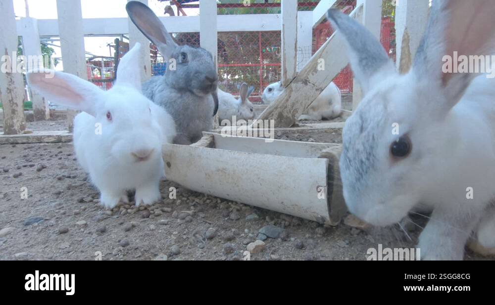 A family of rabbits Stock Videos & Footage - HD and 4K Video Clips - Alamy