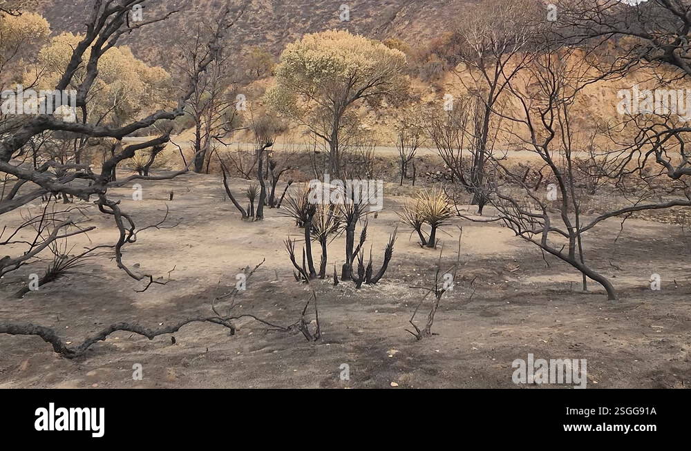 Plants destroyed by fire Stock Videos & Footage - HD and 4K Video Clips ...