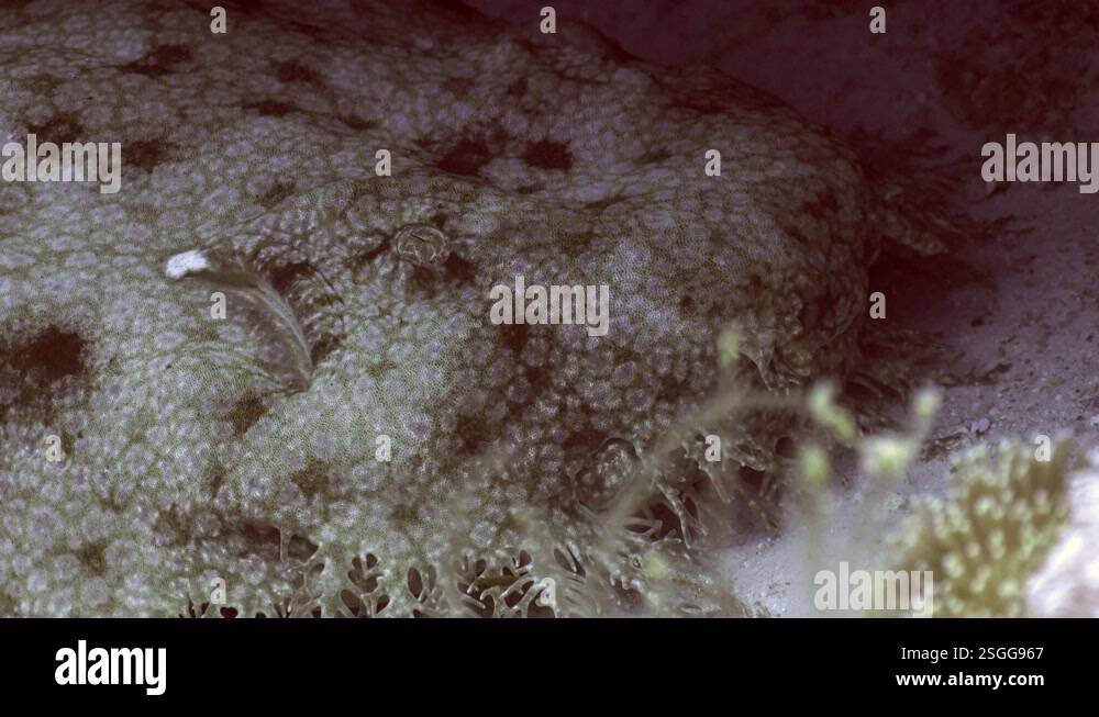 Wobbegong shark head and eye very close up on coral reef in Raja Ampat ...