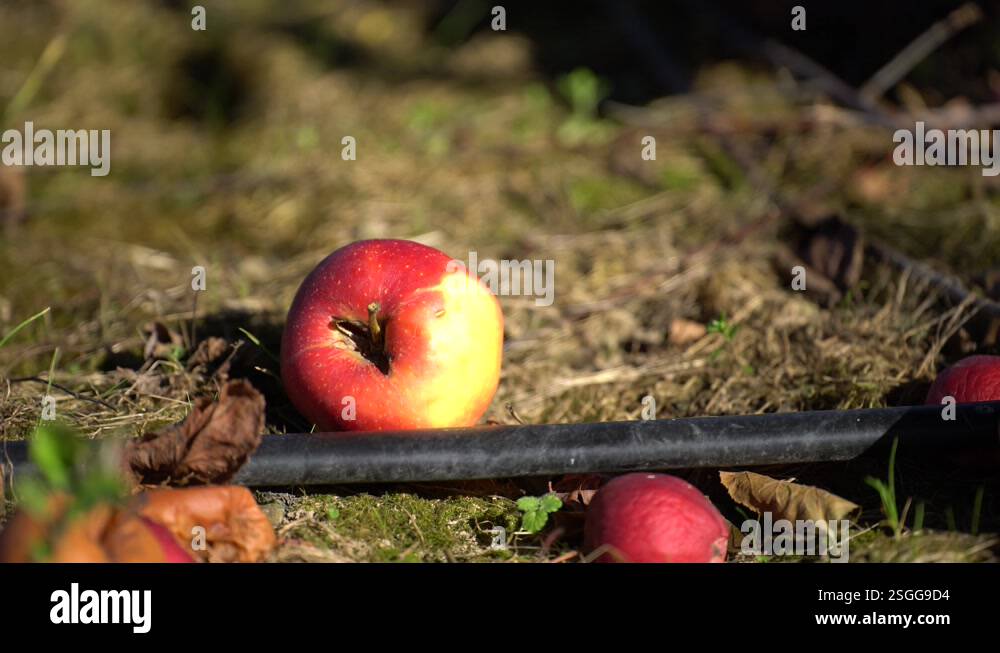 Fallen apples near an irrigation pipe in an orchard. Closeup dolly ...