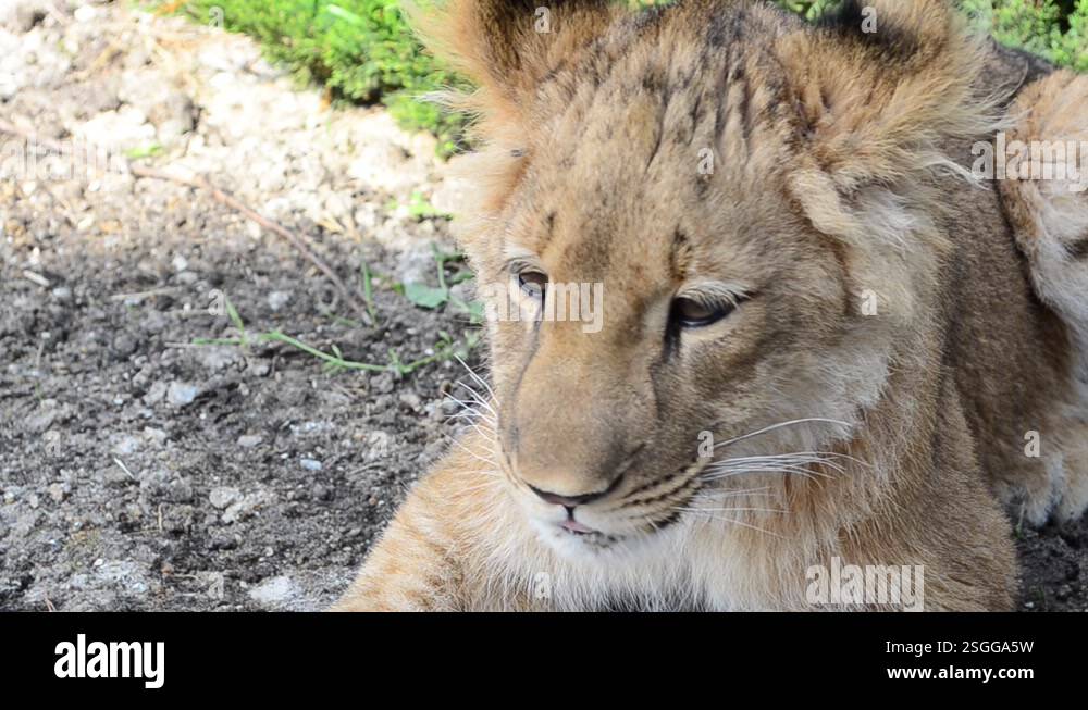 Shooting of a lioness. Little lioness Stock Video Footage - Alamy