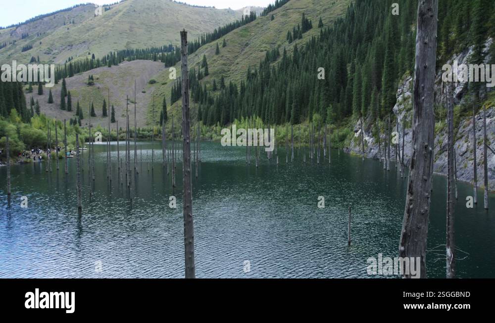 Aerial Drop Down Lakefront View of Kolsay Lake Kazakhstan, Wood Spruce ...