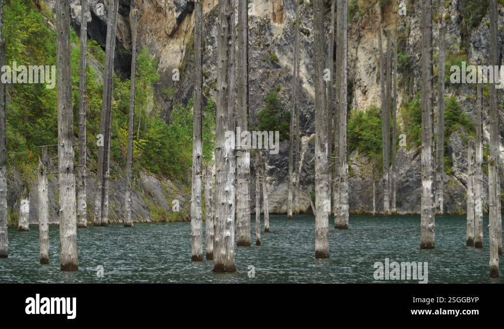 Spruce wood tree trunks Stock Videos & Footage - HD and 4K Video Clips ...