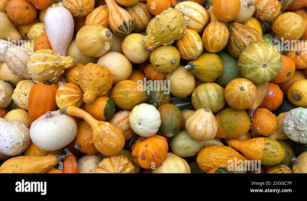 4K HD video zooming in on large display of gourds, view from above ...