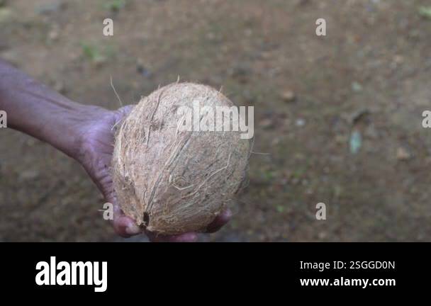 traditional way of cracking a coconut with a knife using the blunt side ...