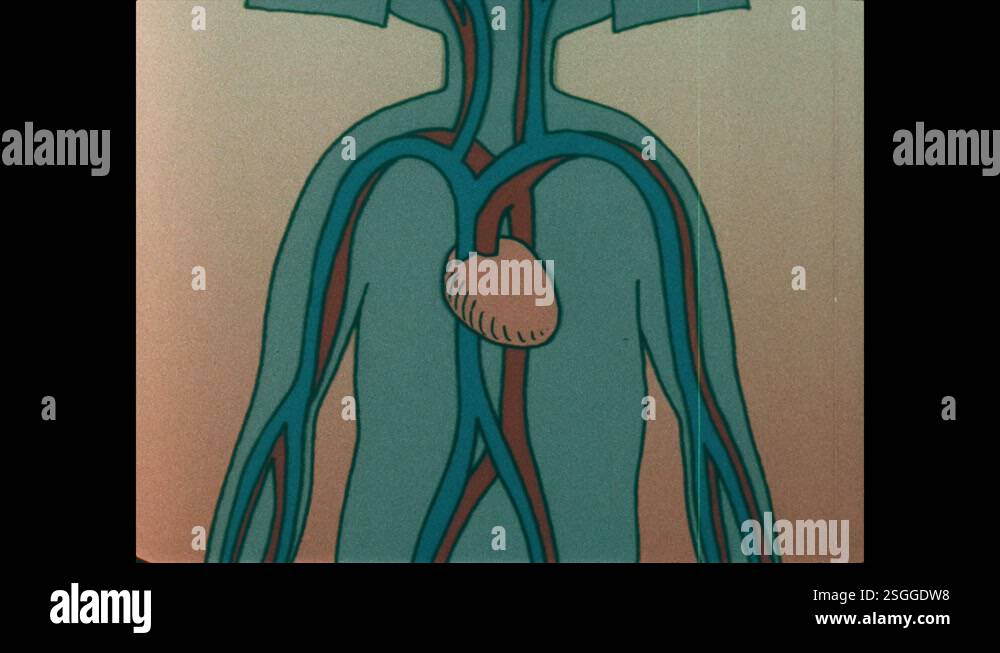 1990s: Diagram of veins and arteries and beating heart inside human ...