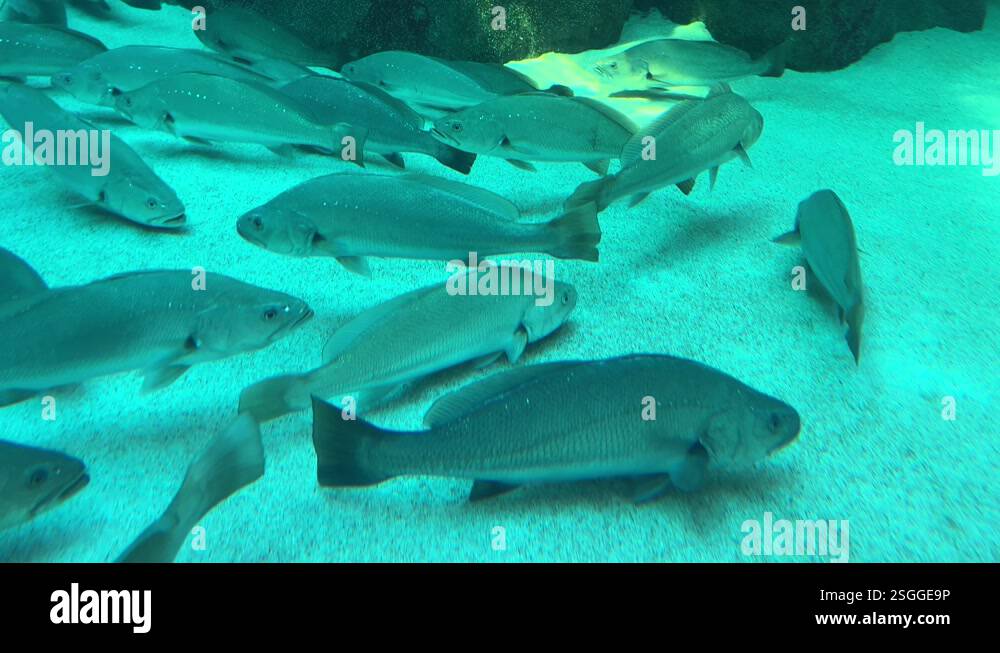 Dusky kob fish swimming in a circle at the bottom of the deep aquarium ...