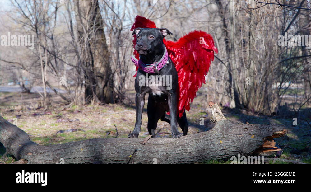 Funny American pit bull terrier in collar and with red angel wings on ...