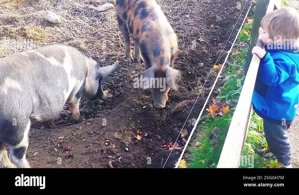 Boy Is Looking At Pigs in Pig Pen, Pigs Eating in Pigsty Stock Video ...