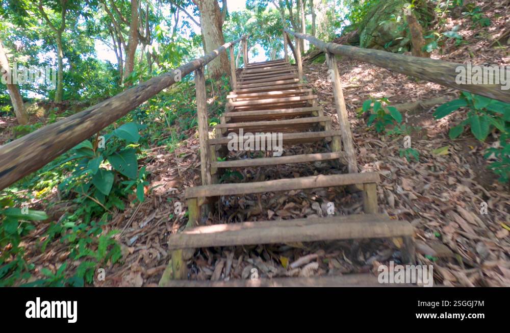 Climbing wooden rustic stairs in the forest. Ladder on the trail in the ...