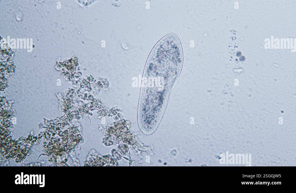 Paramecium large magnification inside organelle movement bright field ...