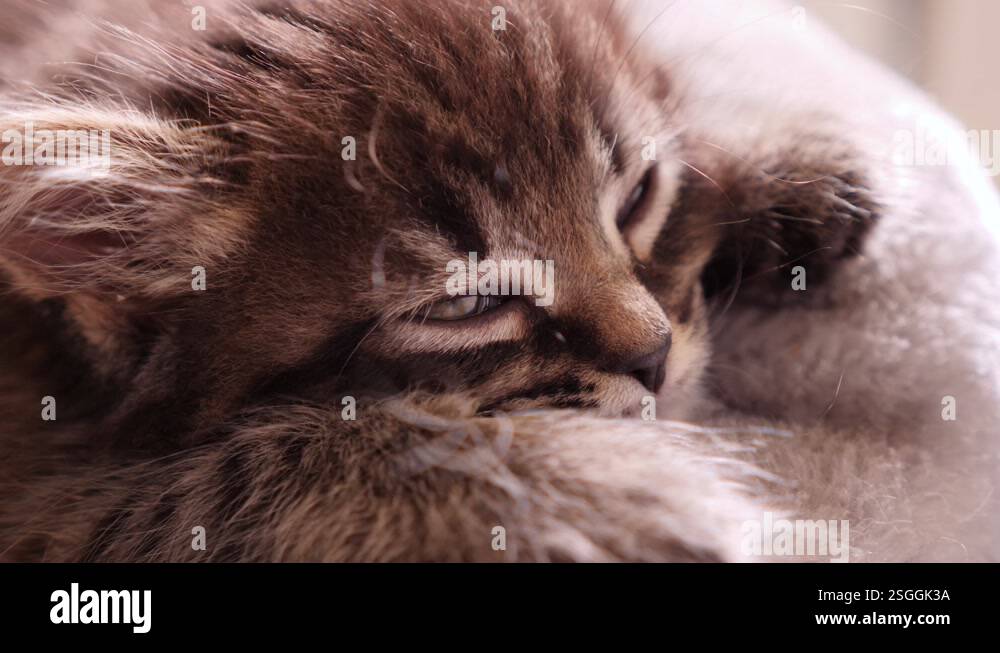 Little Tabby Cute Tiny Kitten Falling asleep Cute Quiet Stock Video ...