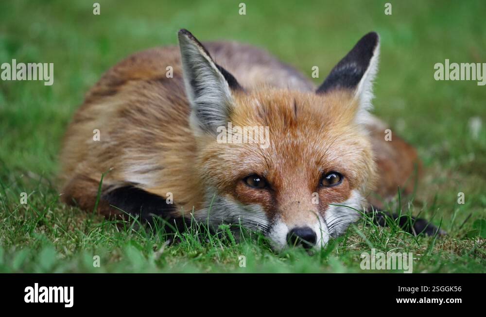 Lean back head Stock Videos & Footage - HD and 4K Video Clips - Alamy