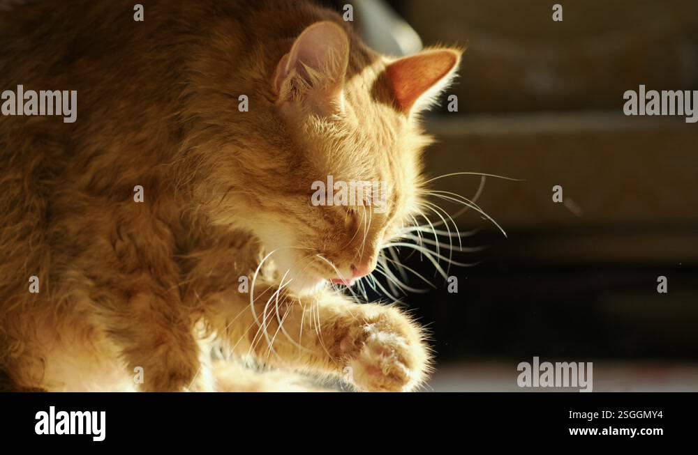 Funny wet yellow cat shaking off water after bath and licks its paw ...