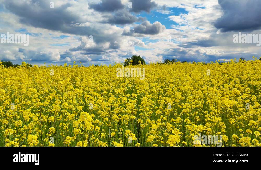 Flying over blooming rapeseed field on a sunny beautiful day. Yellow rapeseed.4K Stock Video ...