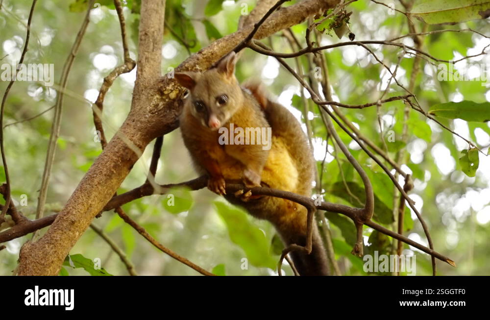 coppery brushtail possum, climbing a tree, scratches its side Stock ...