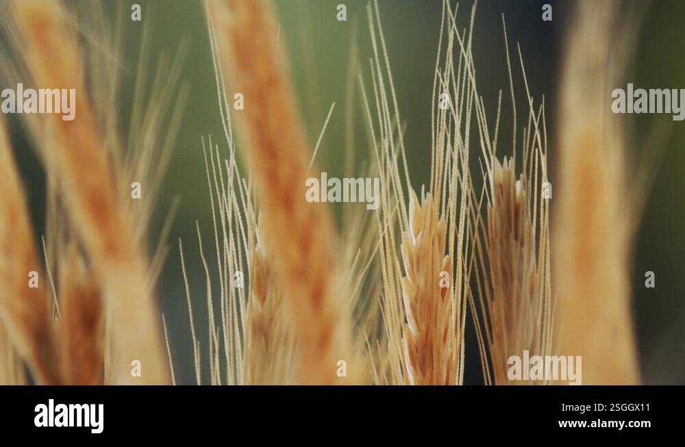 Crop spikes Stock Videos & Footage - HD and 4K Video Clips - Alamy