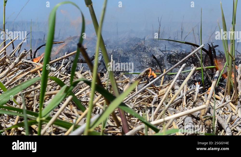Accident, fire in the spring. Suffocating smoke, fire Stock Video ...