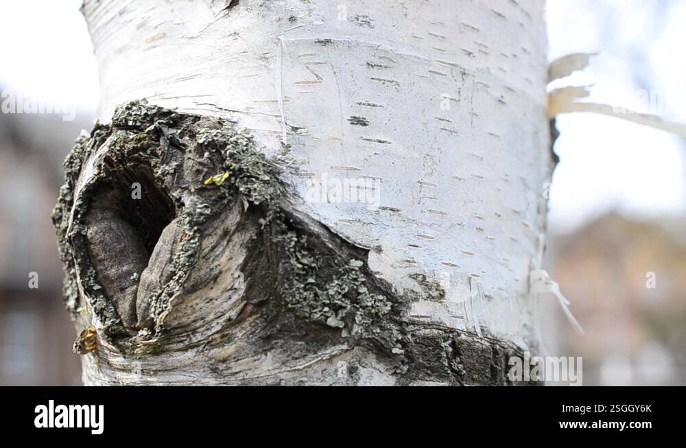 Shooting of birches and bark. Birch and its trunk Stock Video Footage ...