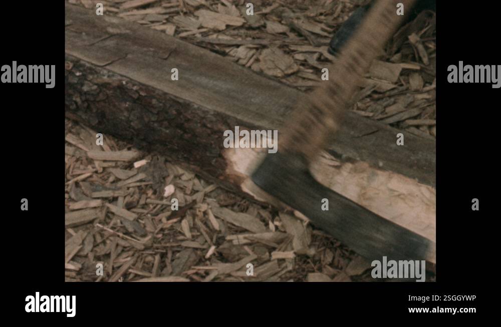 1950's: Man chips wood off log with axe. Man pounds spike into log ...