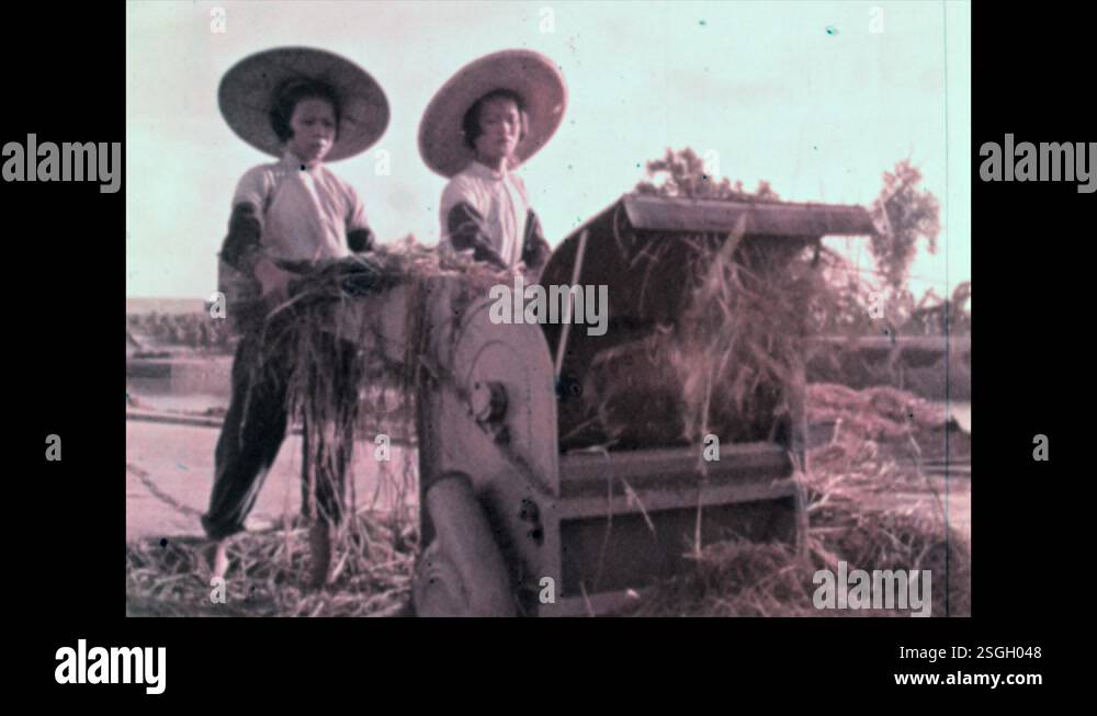 1960s: Field, people stoop, bend, use scythes to cut wheat by hand ...