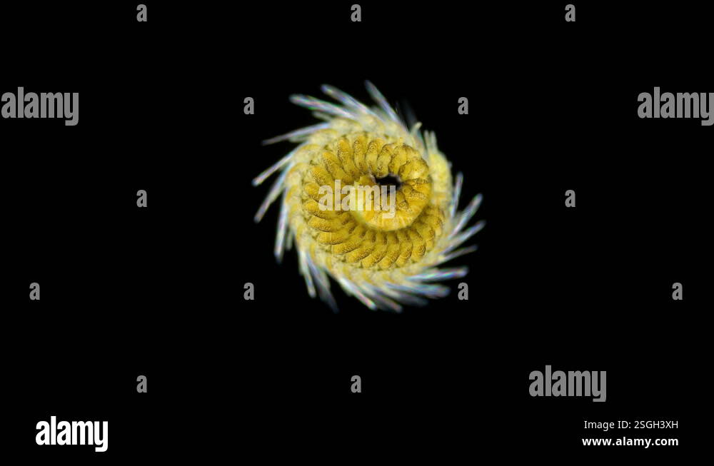 Worm Polychaeta, Autolytus sp. under the microscope, family Syllidae ...