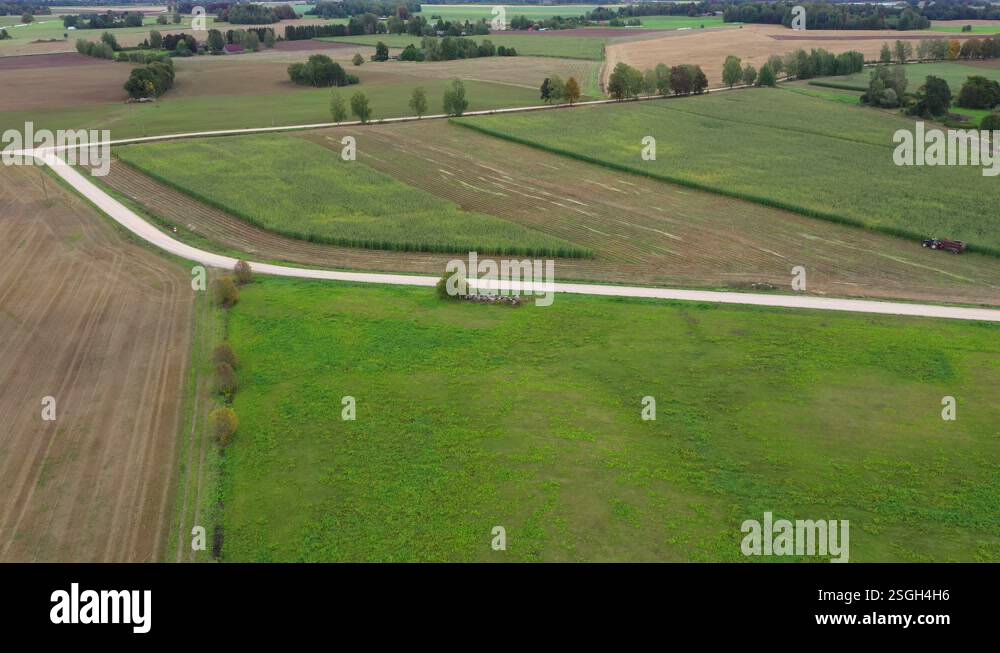Biomass and biofuel production from corn, aerial view on field with ...