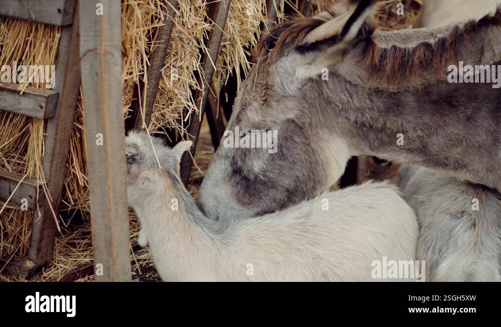 Donkey On Cattle Farm Eat Hay. Gray Donkey Burro Pastoral Farm Stock ...