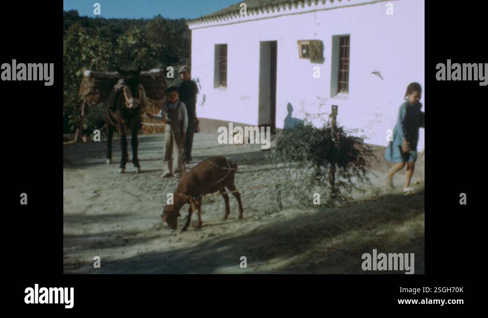 Donkeys back Stock Videos & Footage - HD and 4K Video Clips - Alamy
