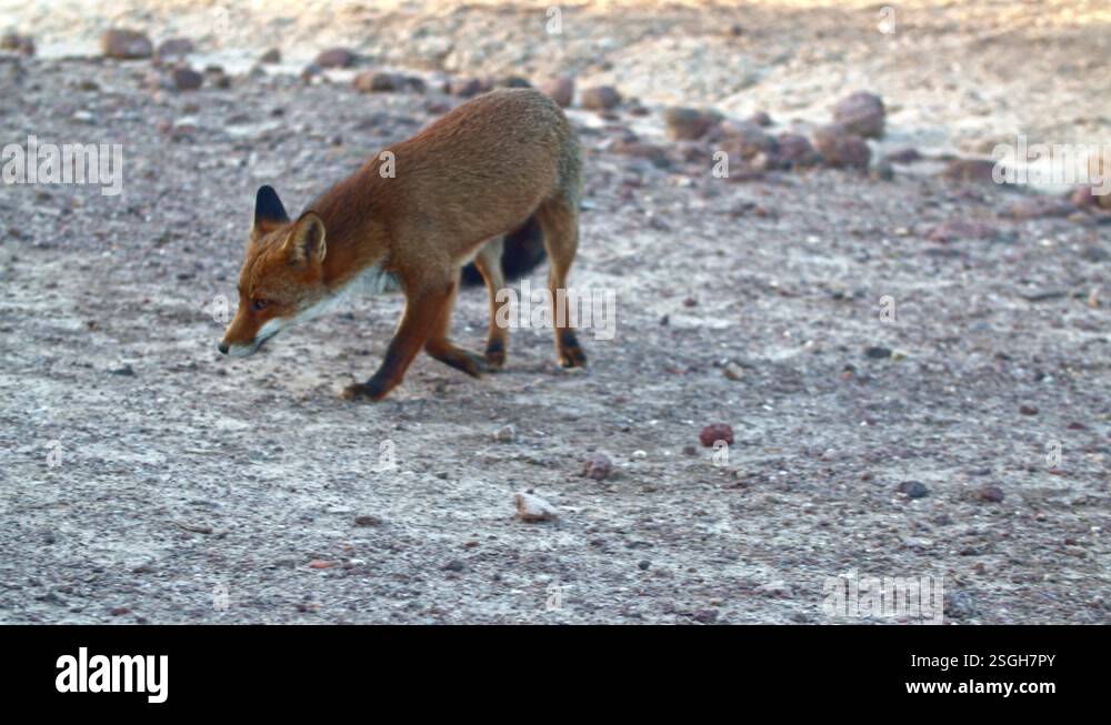 Tracking shot of Red Fox smelling search for dug food in rocky terrain ...