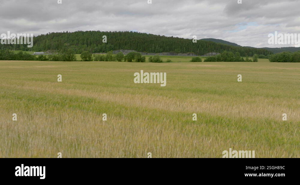 Panning view wheat field landscape Stock Videos & Footage - HD and 4K ...