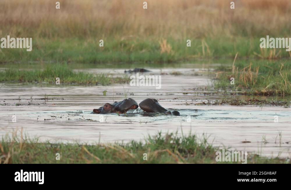 Two hippos play-fighting in the Khwai River while another looks on ...