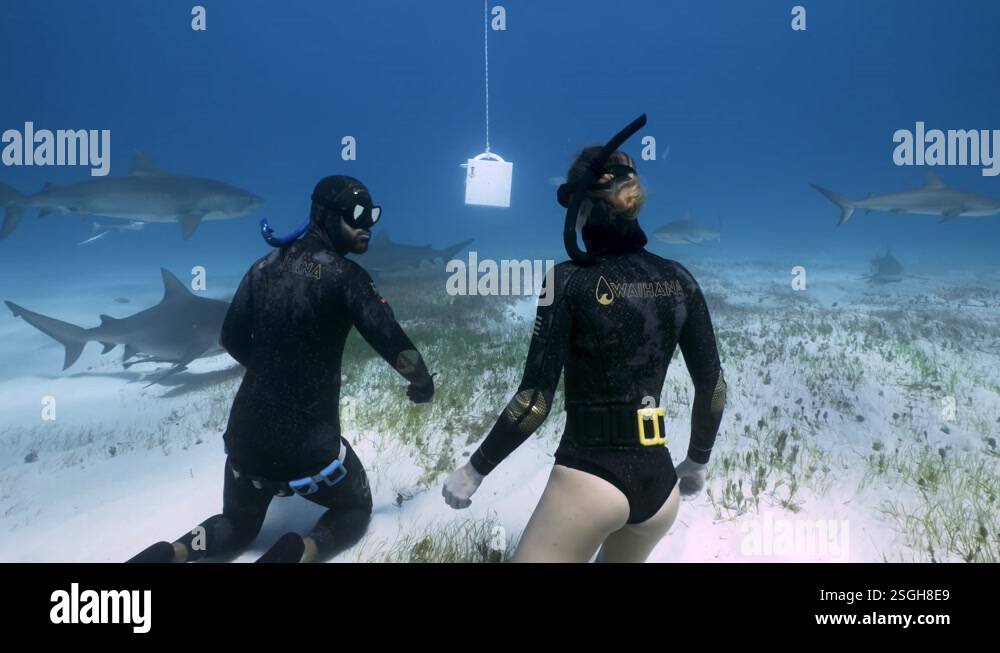 Snorkelers on sea bottom surrounded by many tiger sharks, Backside view ...