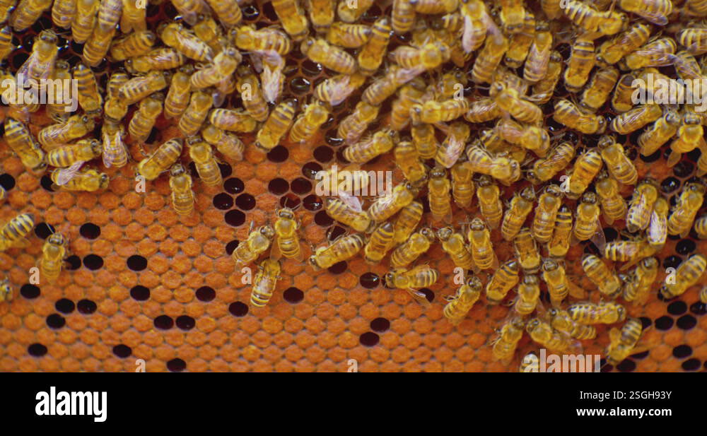 beekeeping.bees work on combs inside the hive.close-up Stock Video ...
