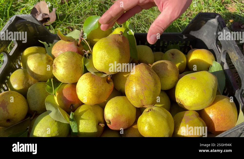A farmer plucks pears in a box. Delicious yellow pears in autumn. Fruit ...