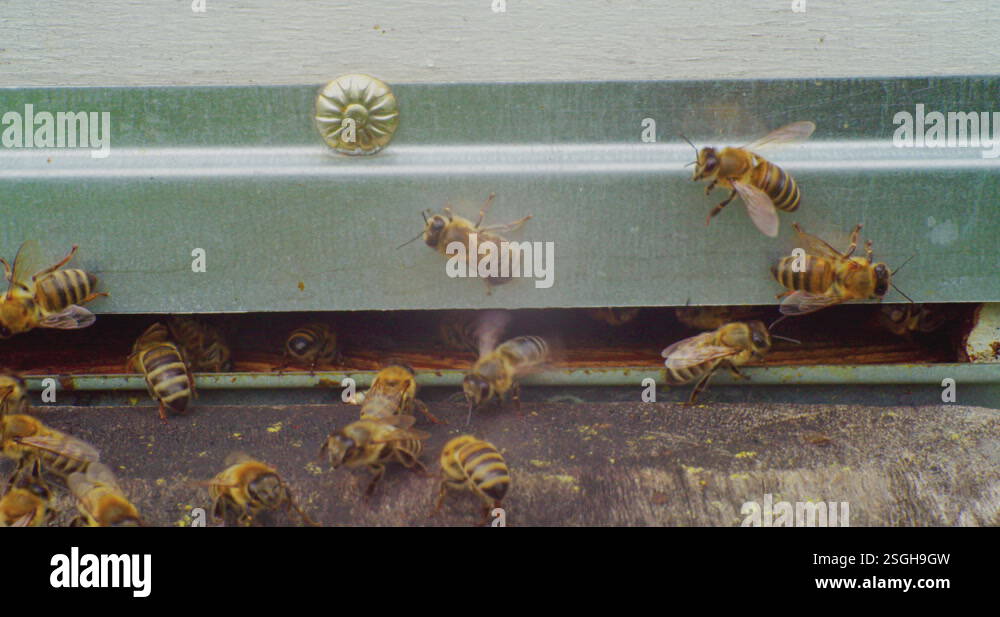 timelapse, fast motion.Bees fly out and fly into the entrance of a ...