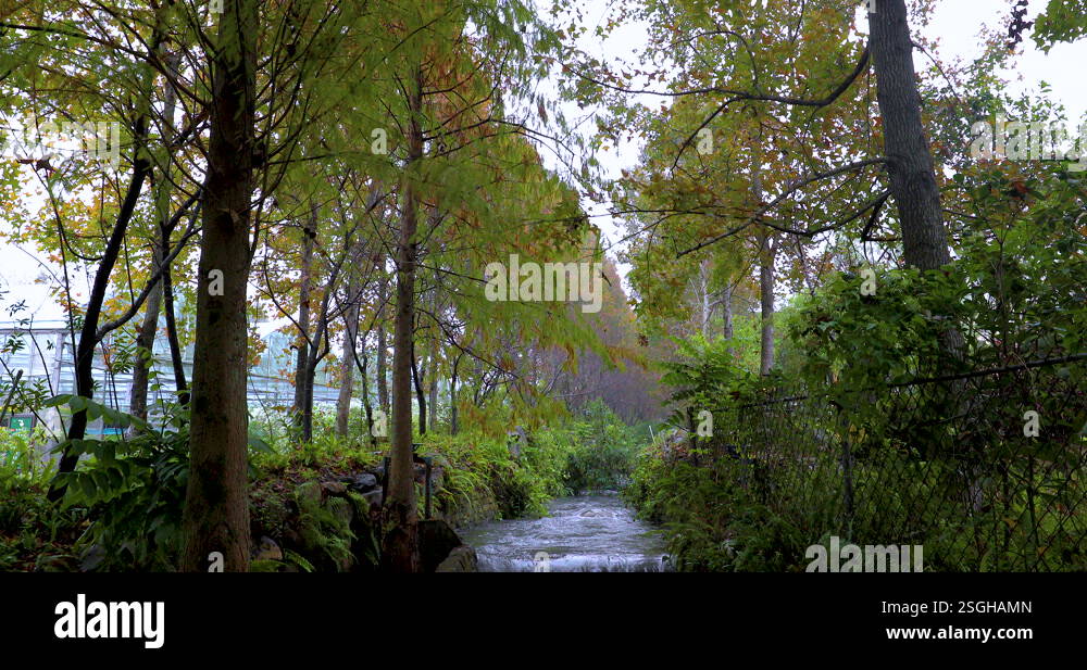 water flow, clear, irrigation, canal, forest, small stream Stock Video ...