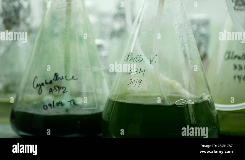 Algae chlorella cultivation bubbles growth in vitro test-tube oxygen ...