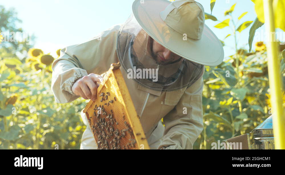 Close up shot man in beekeeper suit taking wooden frame full of bees ...