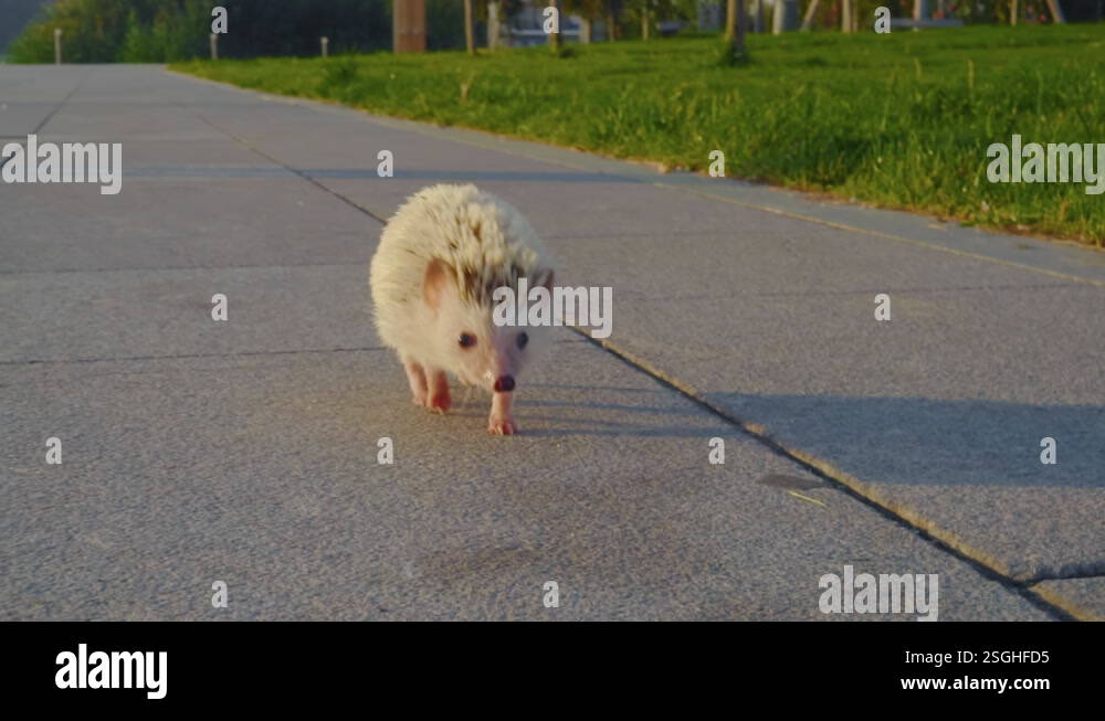 A little hedgehog runs along a granite path early in the morning in the ...