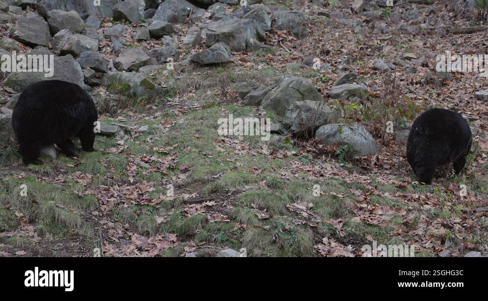 Fattening up Stock Videos & Footage - HD and 4K Video Clips - Alamy