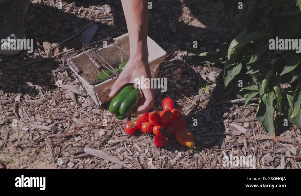 Collecting fruit and vegetables from harvest and putting into a basket ...