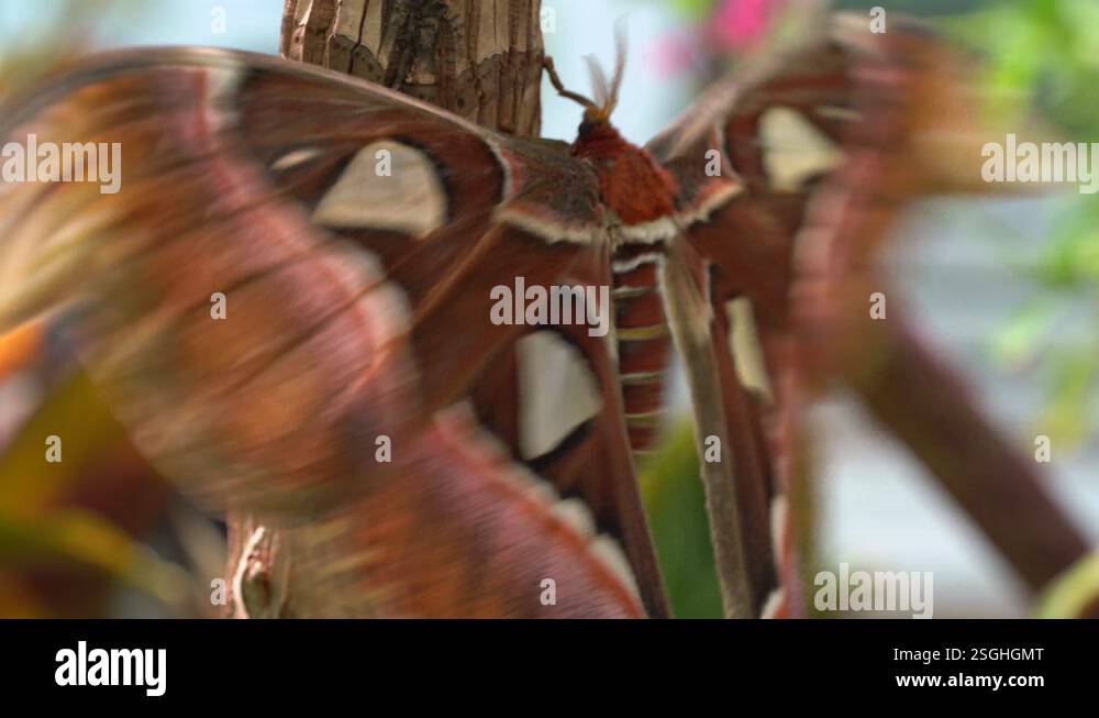 Newly Hatched Atlas Moth On The Tree Branch Flapping Its Wings To Dry ...