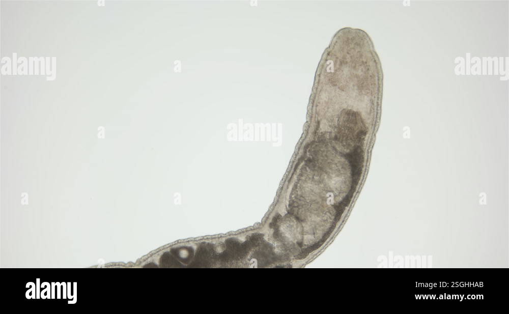 Nemertea worm under a microscope, class Hoplonemertea, order ...