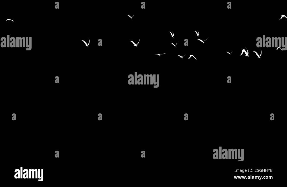 Flying birds motion graphics with plain black background Stock Video ...